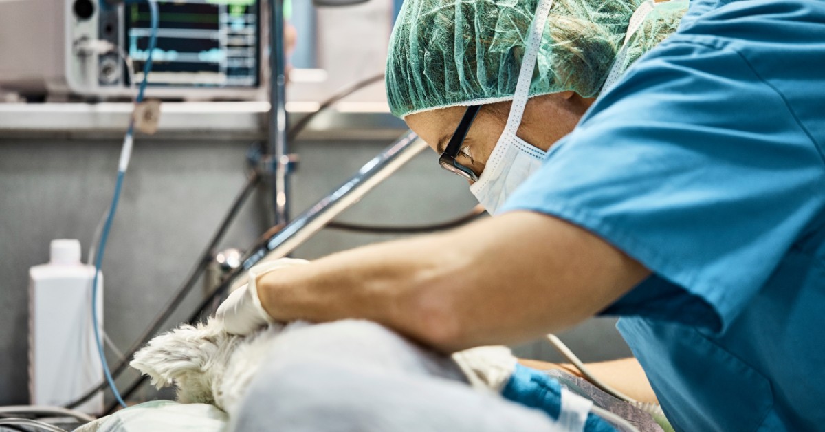 Emergency Care Resources: ER Vet Hospitals in Hampton Roads